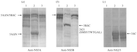 In Vivo Processing Of Ns5 Protein By Ns3 Serine Proteinase Tn5 Cells