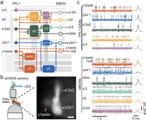 Huang Et Al Nature 2024