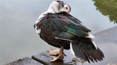 낚시터에서 아버지만 따른다는 정체불명의 기묘한 새를 만나고 왔습니다 [진구마tv] Youtube