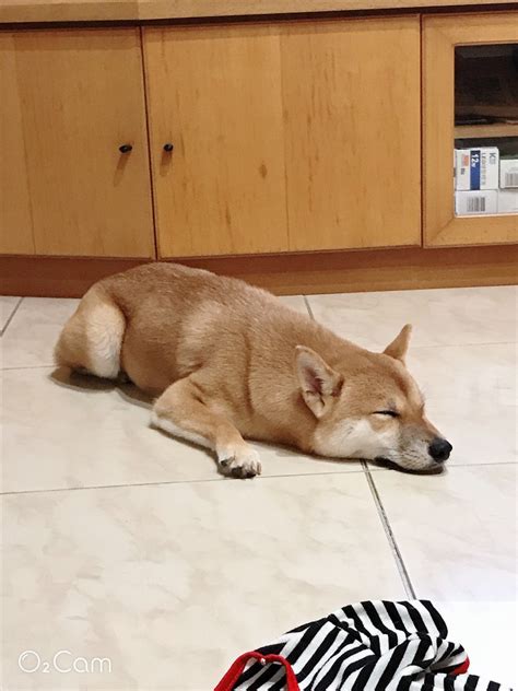 柴犬荳荳愛睡覺 2019出賣寵物睡照 Ettoday新聞雲