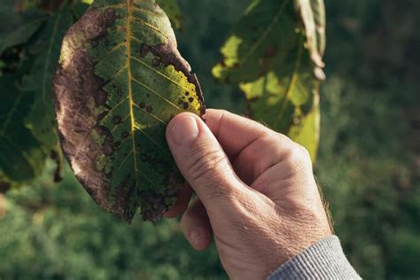 How To Revive A Dying Tree Nature S Select Piedmont