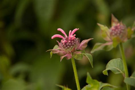 19 Plants That Tolerate Soggy Soil P Allen Smith