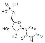 江苏香地化学有限公司 UMP 5 尿苷酸 58 97 9