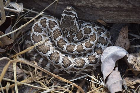 Snake Detection Hypotheses