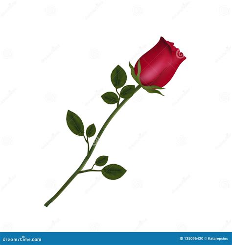 Highly Detailed Flower Of Red Rose Isolated On White Background Stock