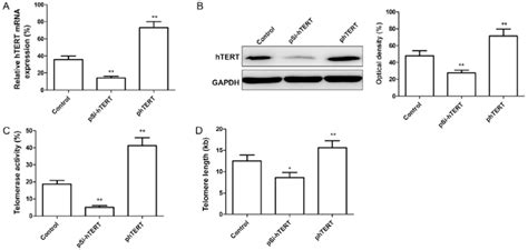 Human Telomerase Reverse Transcriptase Htert Modulates Telomerase