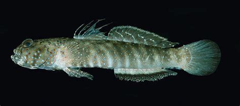 Cryptocentroides