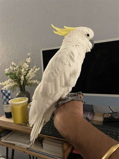 Sulphur Crested Cockatoo