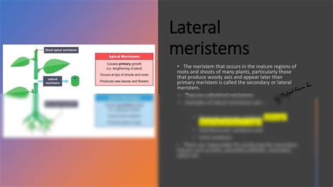 SOLUTION Lec 10 Anatomy Of Flowering Plants Meristem Tissues Simple