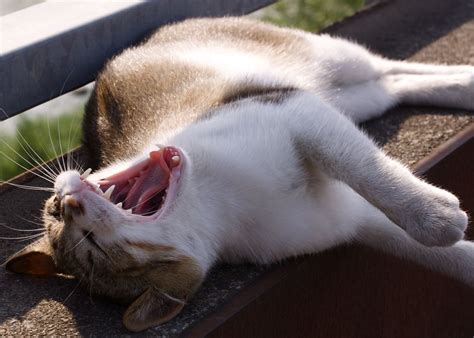 あぁぁあぁぁあぁぁぁぁっっくび GANREF