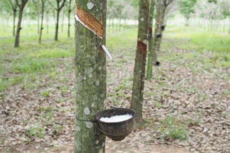 Premium Photo Rubber Latex Extracted From Rubber Tree In Thailand
