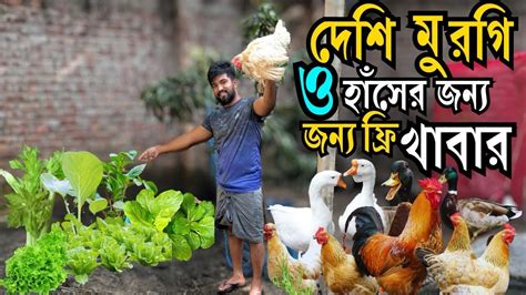 ফ্রি খাবার দিয়ে দেশি মুরগি ও চিনা হাঁস পালন Youtube