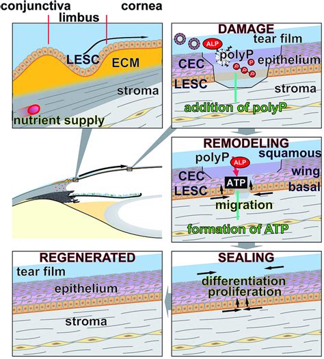 Schematic Outline Of The Repair Processes Proceeding At Locally