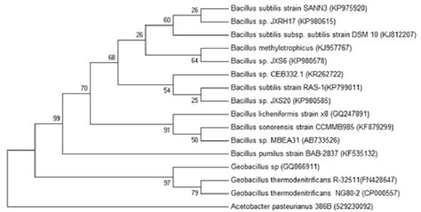 Phylogenetic Tree Of Bacillus Subtilis Ras 1 Download Scientific Diagram