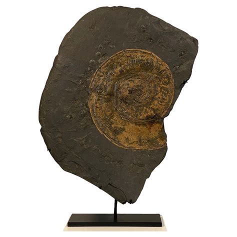 An Ammonite Fossil For Sale At 1stdibs