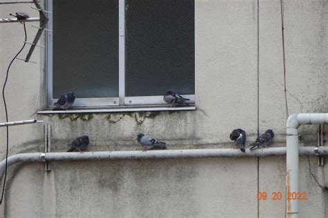 風宿かぜやどり ラララのふうさんのブログ