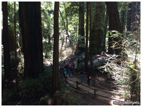 Sf나래 샌프란시스코 날개 뮤어 우즈 국립공원 Muir Woods National Park