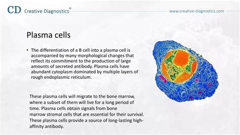 B Cell Differentiation Pptx