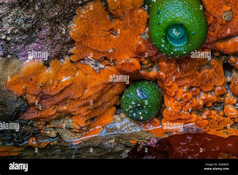 Giant Green Anemones And Pacific Sea Pork At Point Of Arches In Olympic