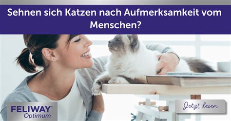Sehnen Sich Katzen Nach Aufmerksamkeit Vom Menschen Feliway