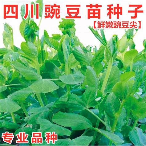 四川豌豆尖种子无须豌豆苗碗豆颠荷兰豆芽苗菜秋冬季田园蔬菜籽孑 虎窝淘