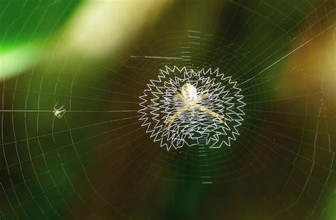 Premium Photo Spider On Cobweb