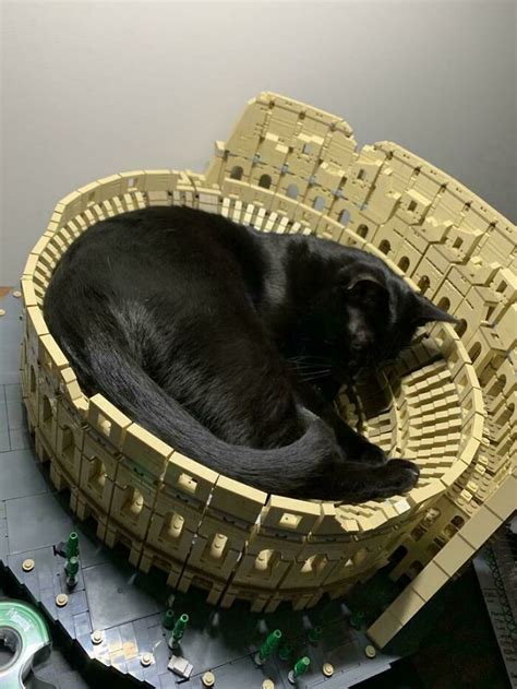 People Who’ve Mastered The Art Of Outwitting Felines Share Their Best Ever Cat Traps | Bored Panda