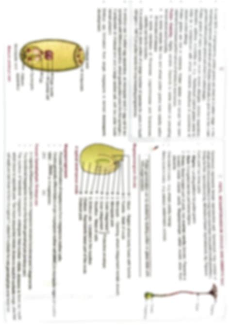 SOLUTION Sexual Reproduction In Flowering Plants Ncert Map Studypool