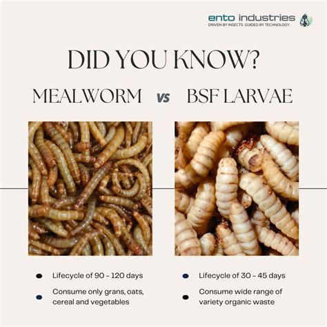 Ento Industries 🐛 Bsf Vs Mealworms 🦗 Not All Insects Are Created
