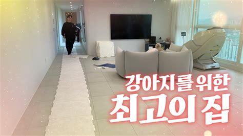 강아지를 위한 최고의 집 Youtube