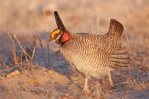 Delisted — Lesser Prairie Chicken Taken Off Esa Texas Hunting