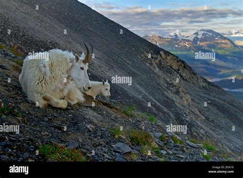 Goat Goats America Hi Res Stock Photography And Images Alamy