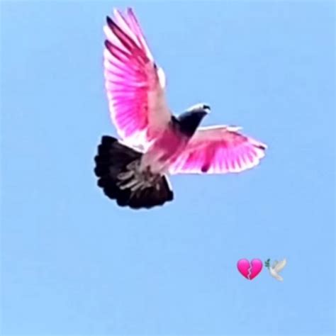 Garup Of Kabutar Youtube