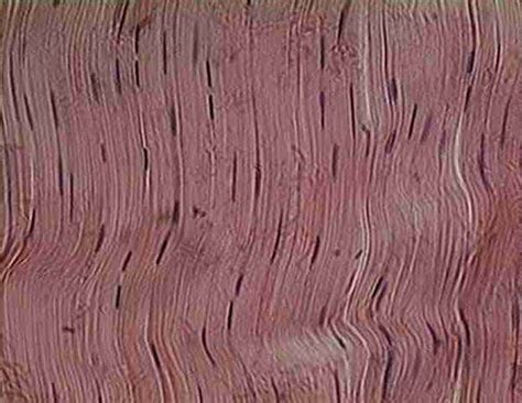 Dense Regular Tissue Under Microscope