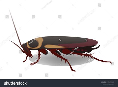 Cockroach Realistic Vector Illustration Isolated Stock Vector Royalty