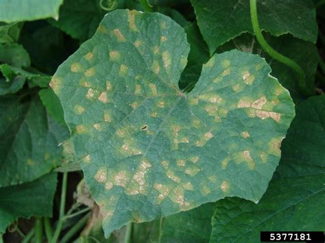 Pest News Downy Mildew Outbreak On Cucumbers In Southeast North Carolina