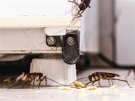 Effective Measures Against Cockroach Infestations Rapid Response Pest
