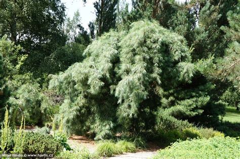 Pinus Strobus Pendula Garten Cz