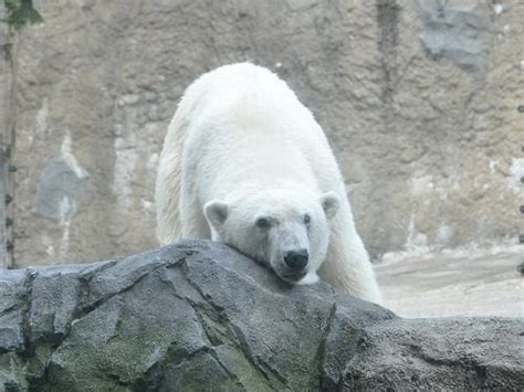8月29日 旭山動物園 ホッキョクグマ｜滝上発 動物園の動物が大好き By 西紋のマツ