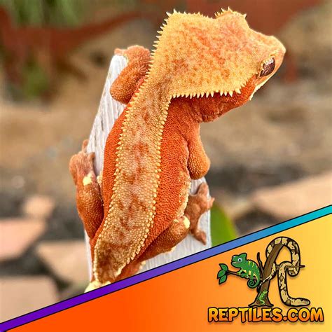Orange Crested Gecko