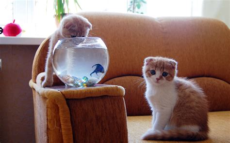 Funny Hq Wallpapers And Pictures Page 3