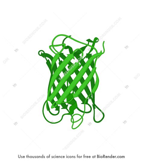 Free Beta Barrel Structure Icons Symbols And Images Biorender