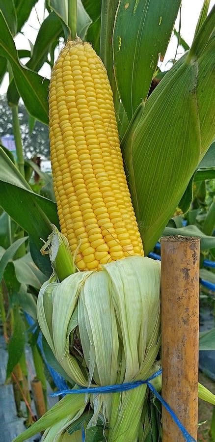 Many Corn Fields Multi Colored Corn Is Yellow Violet And Three Color Corn Stock Image Image