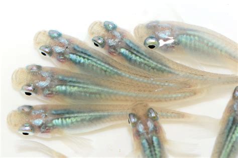 深海（しんかい）とは 改良メダカweb図鑑no0117 メダカの品種 青 改良メダカweb図鑑