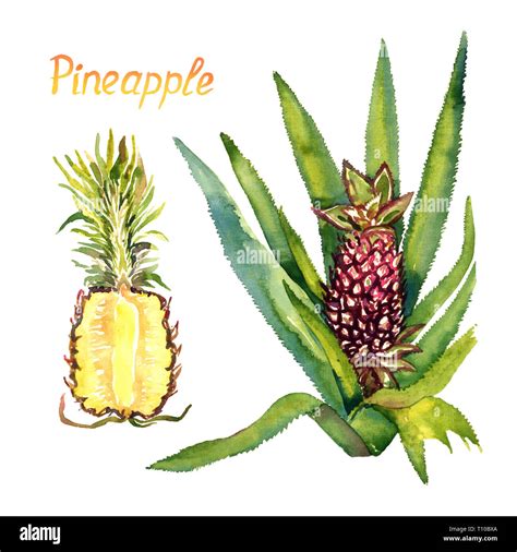 Pineapple Plant With Fruit And Cut Half Hand Painted Watercolor