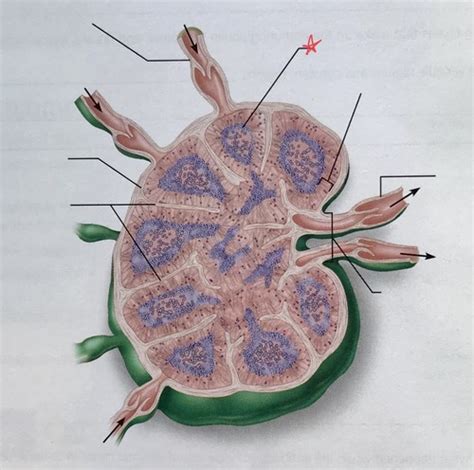 Lymphatic Immune Lab Flashcards Quizlet