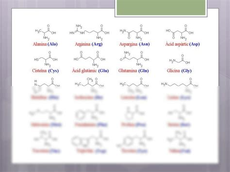 SOLUTION Amino Cidos Y Prote Nas Diapositivas Studypool