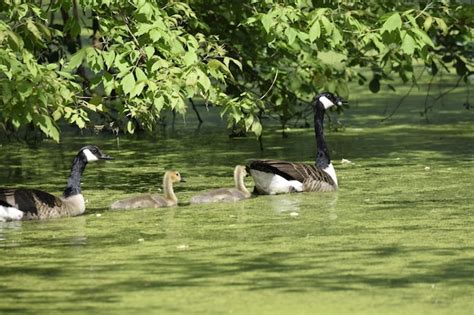 Premium Photo Geese Swimming In Lake