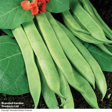 Runner Bean Polestar Seeds Suttons