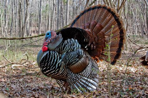 Hunting And Fishing Basic Turkey Hunting Information Knowing Your